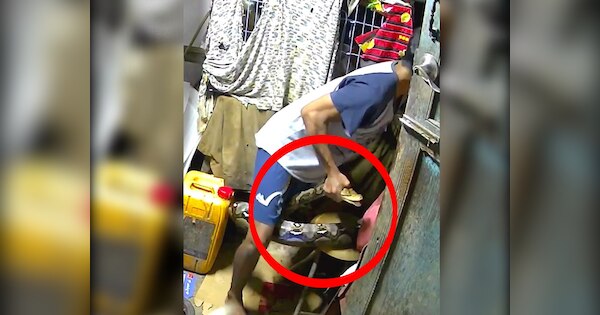 python was preparing to kill cat watch Snake Video| Python Video ...