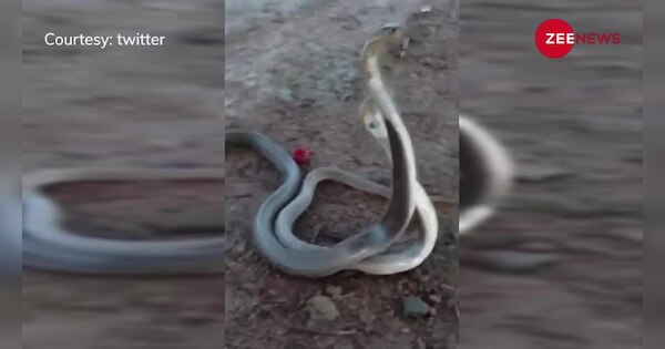 Nag Nagin Ka Romantic Video Viral King Cobra Mating King Cobra Video खुलेआम खेत में रोमांटिक