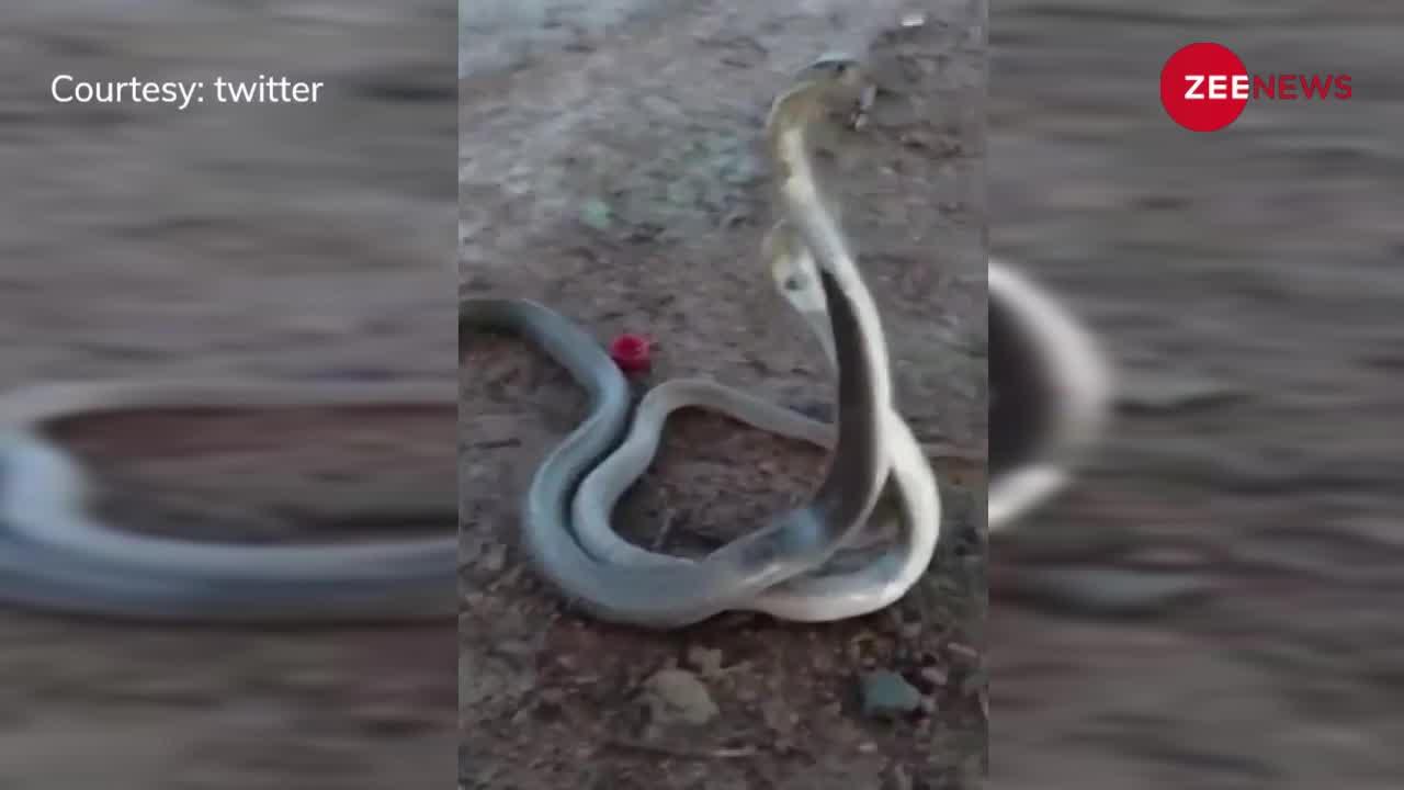 Nag Nagin Ka Romantic Video Viral King Cobra Mating King Cobra Video खुलेआम खेत में रोमांटिक