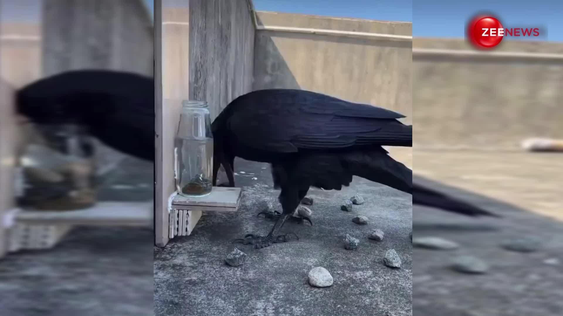 Crow put pebbles in a bottle to drink water | पानी पीने के लिए कौए ने ...