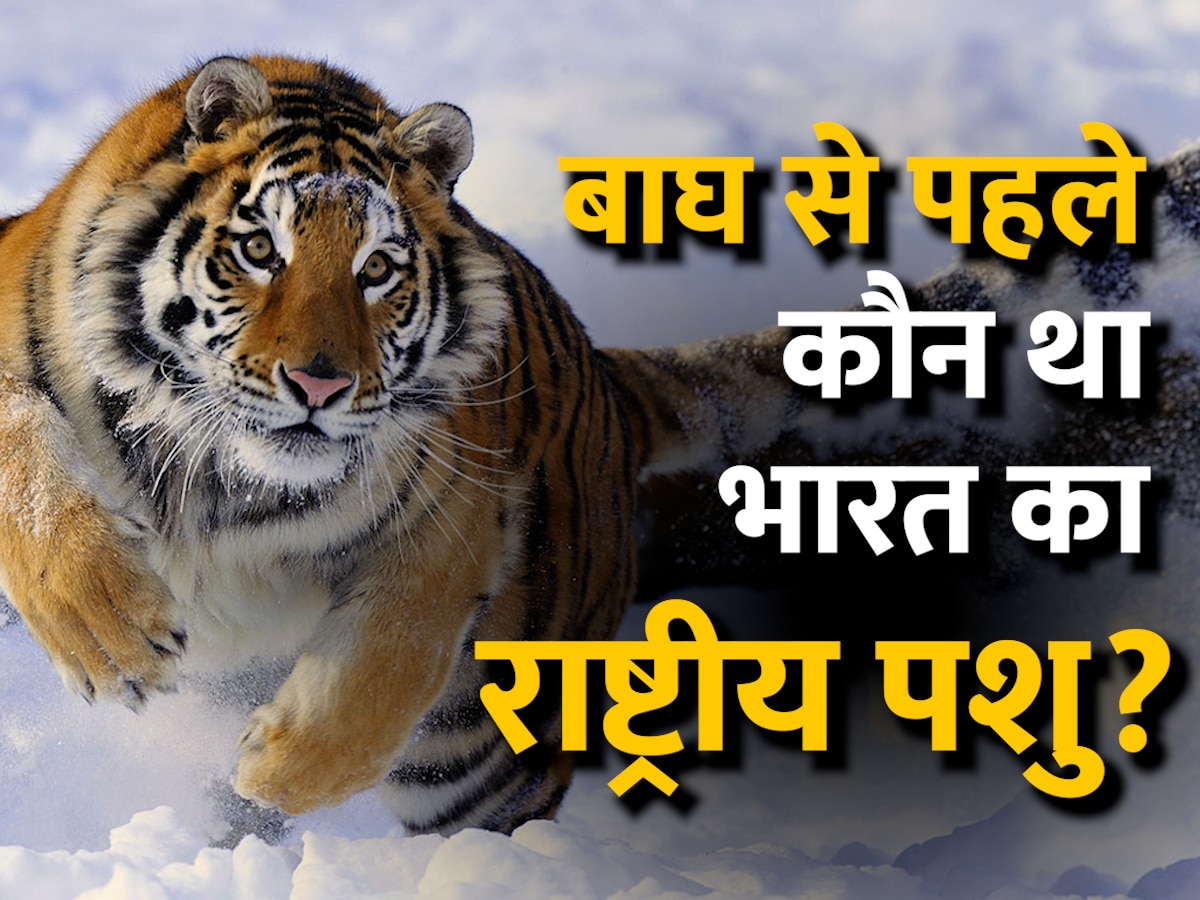 National Animal Of India before tiger symbols amazing facts video in ...