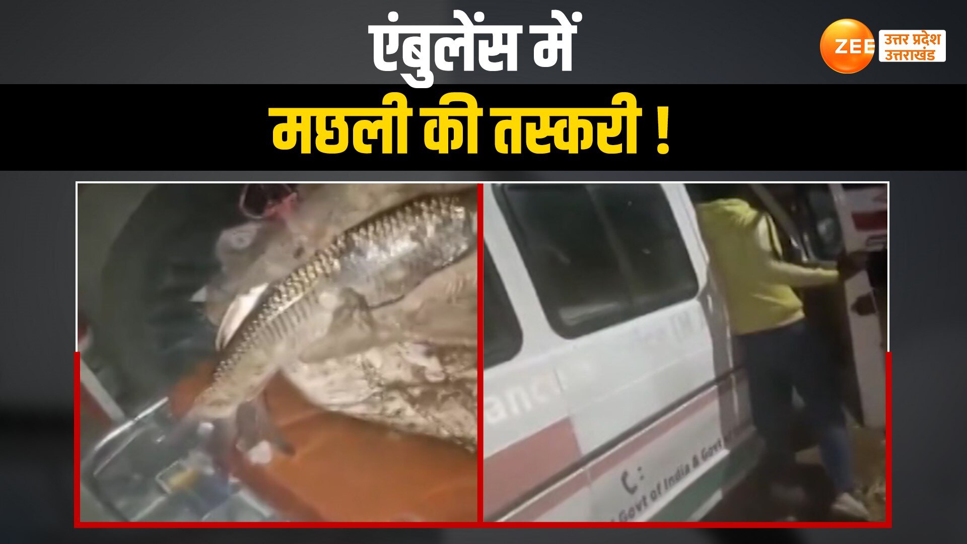 Fish smuggling caught in ambulance in jalaun video surfaced | Jalaun ...