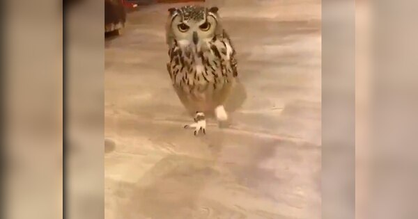 Animal fight Video of owl running like humans goes viral | Animal Video ...
