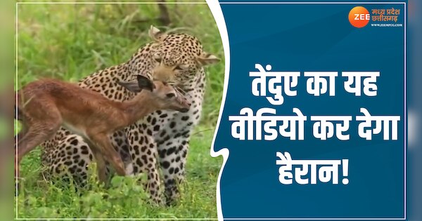 surprised to see action of leopard with dear baby video viral at social ...