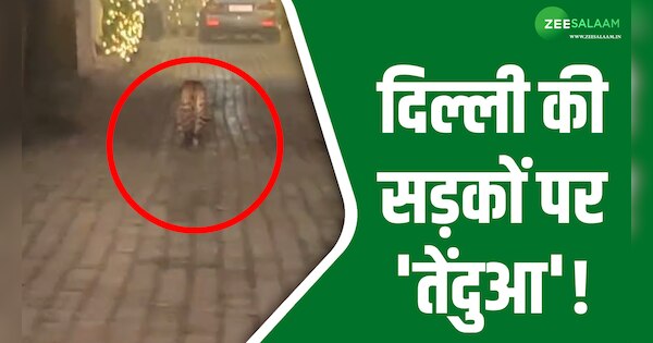 Leopard in Delhi army farm video captured in CCTV video viral on social ...