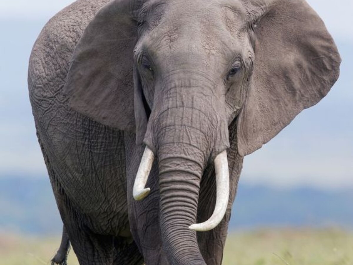 Amazing Facts who is the enemy of lion | इस जानवर से खौफ खाता है जंगल ...