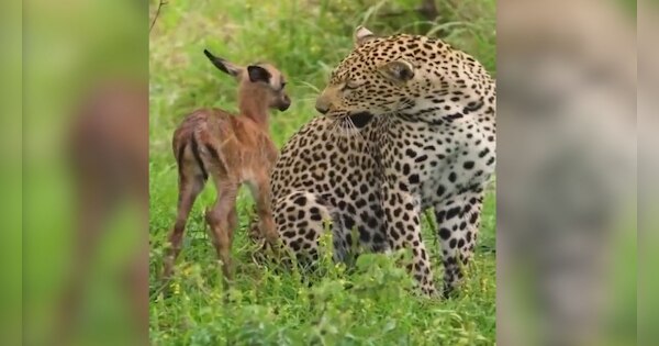 Viral Video This is how a leopard saved the life of a small deer from a ...
