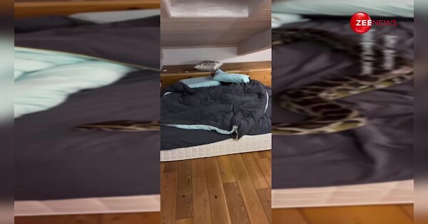 lazy python sleeps under quilt on bed during winters | बेड पर कंबल के ...