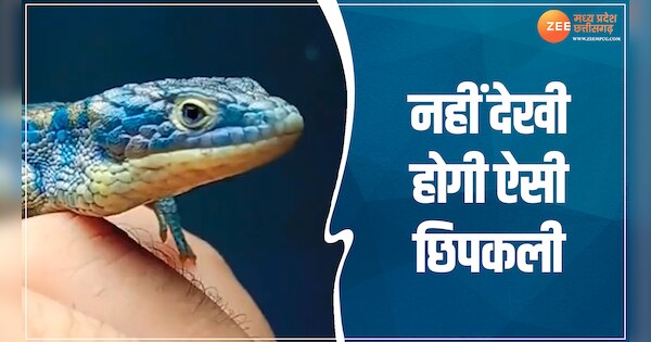 shocking video little crocodile lizard viral at social media people ...