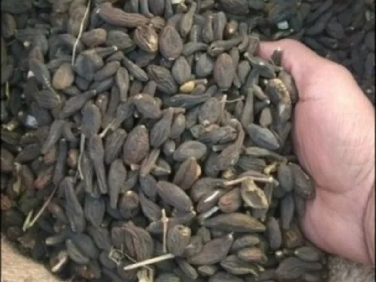 health benefits of harad khane ke fayde in winter for digestion ...