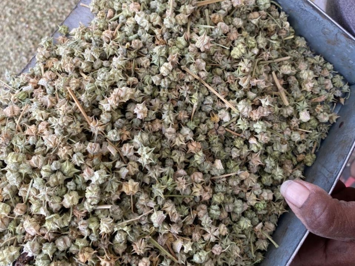 benefits of gokhru in urine infection asthma digestion Gokshura ke ...