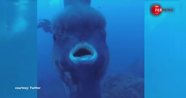 vworld heaviest fish will give goosebumps terrible picture revealed ...
