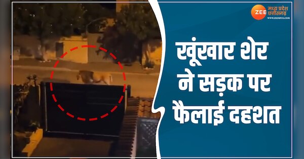 Viral Video: Dreaded lion spread panic on the road people ran inside ...