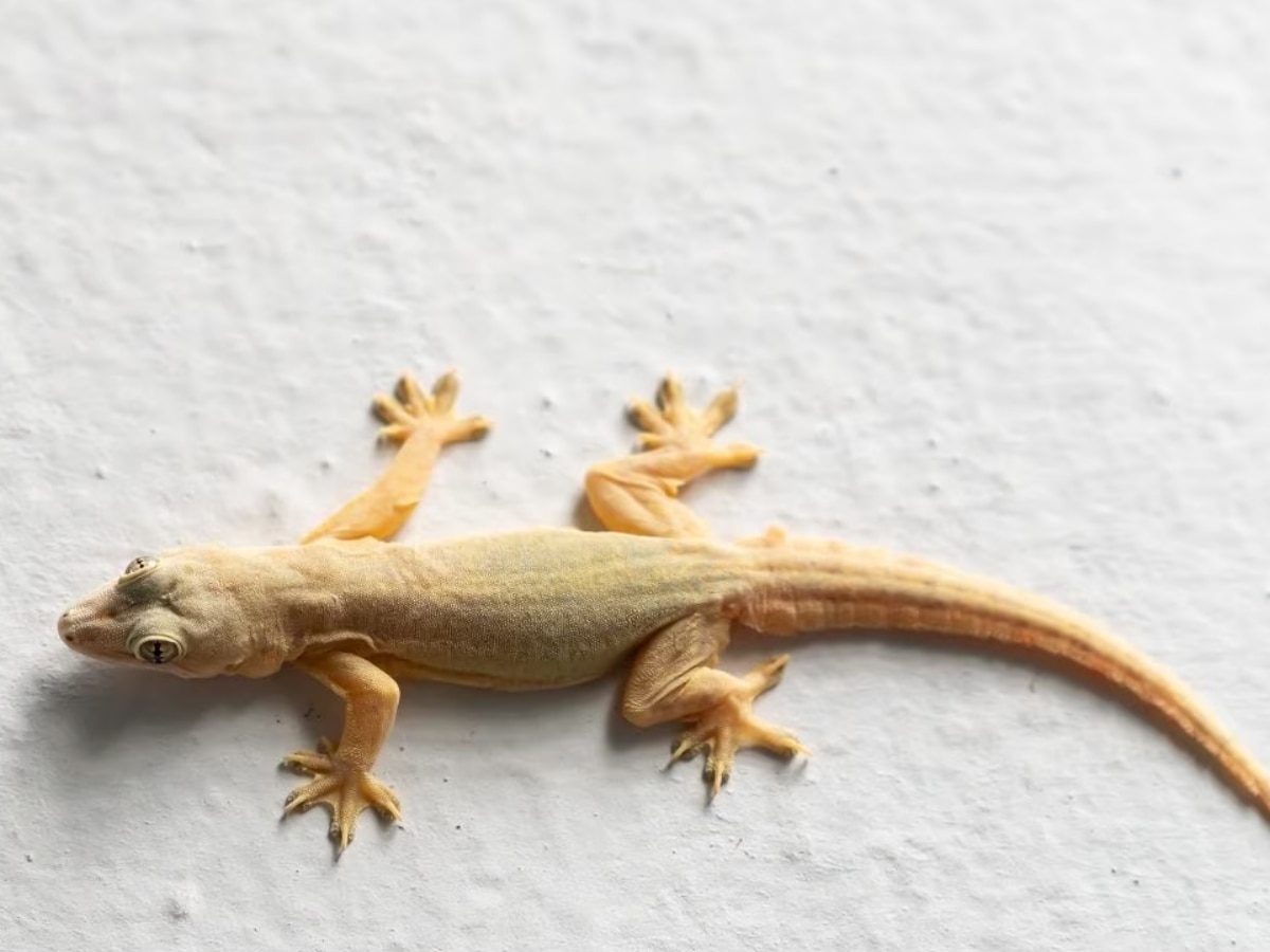 Swapna Shastra Killing A Lizard In Dream Auspicious Or Inauspicious