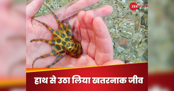 Poisonous Blue-Ringed Octopus Bites a boy near Shoalwater Beach | जमीन ...