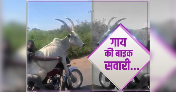 Man Riding bike on road with cow sitting car driver Record viral heavy ...