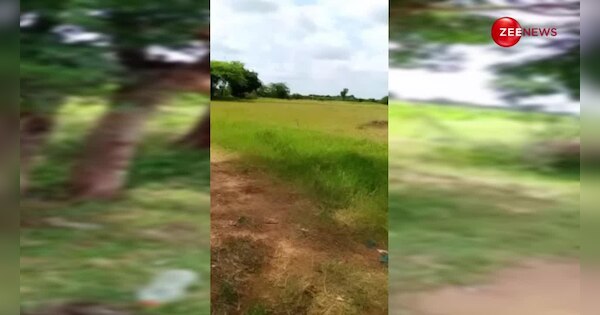 a 22 feet long cobra running from one field to another with its neck ...