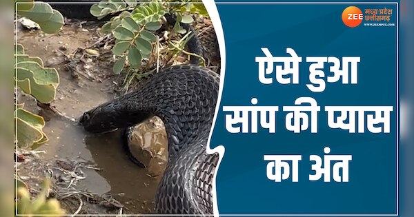 Snake Drinking Water Saanp Ne Piya Pani Watch Saap Ka Video Black Kobra ...