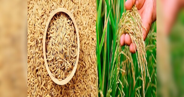 Bihar Now there is no scam in paddy purchase government became strict ...