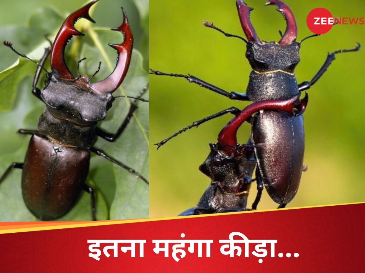worlds most expensive insect beetle stag Weird facts | Most Expensive ...