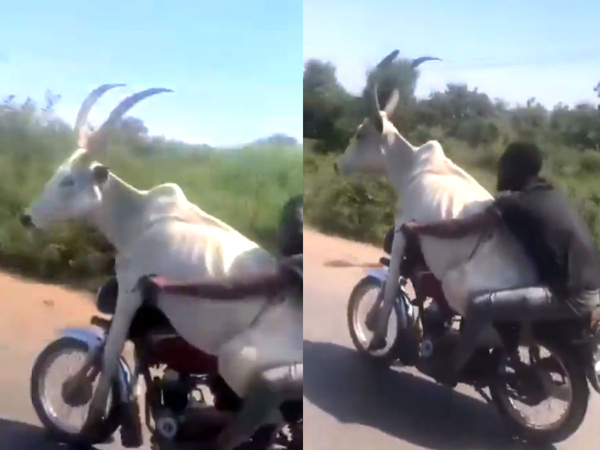 trending today man took bull on bike for ride shocking video viral in ...