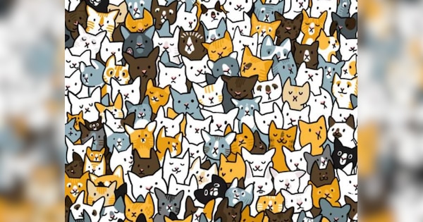 Optical illusion challenge can you find hidden rabbit among the cats ...