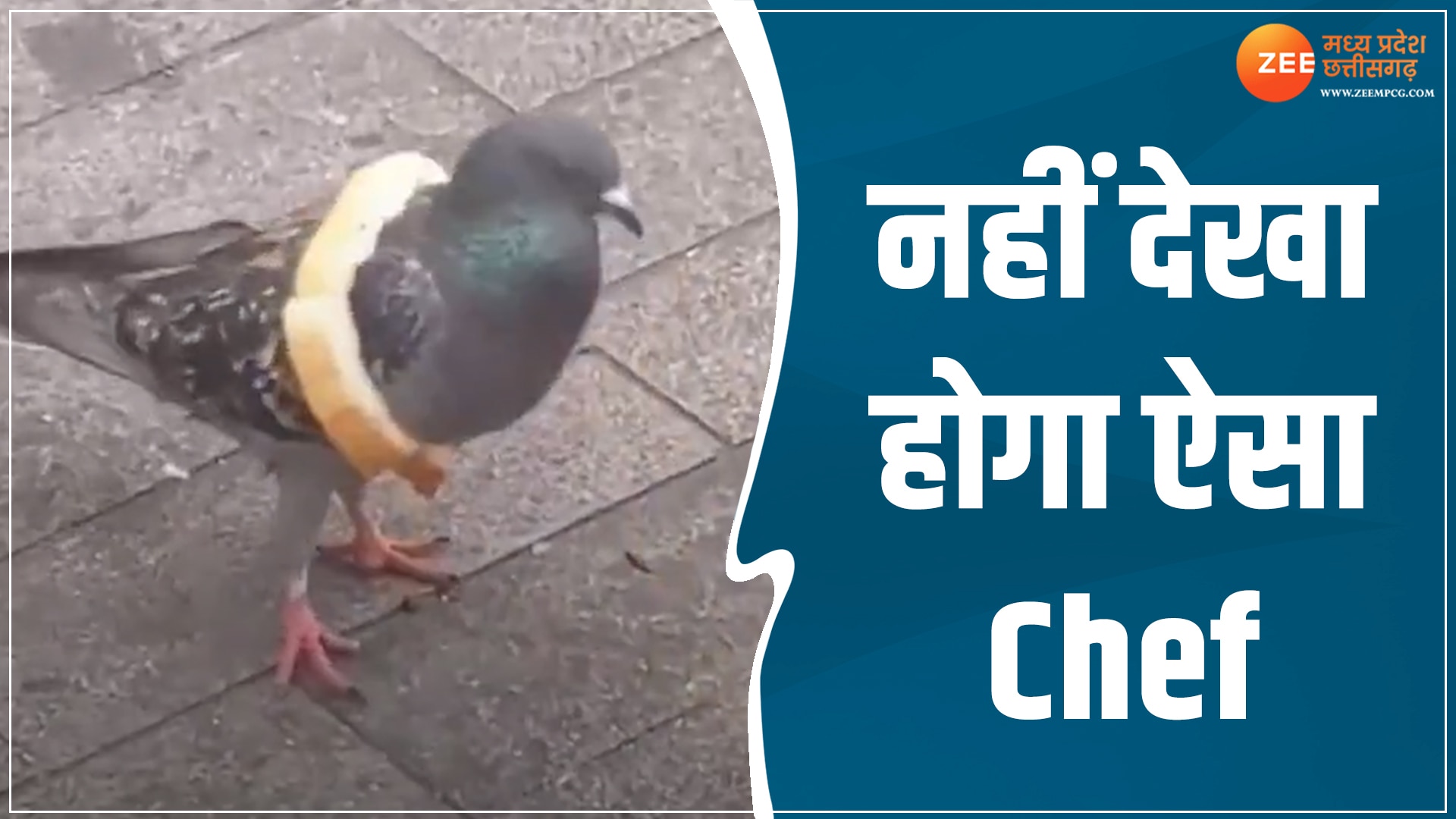 funny video of pigeon playing with bread slices goes viral on social ...