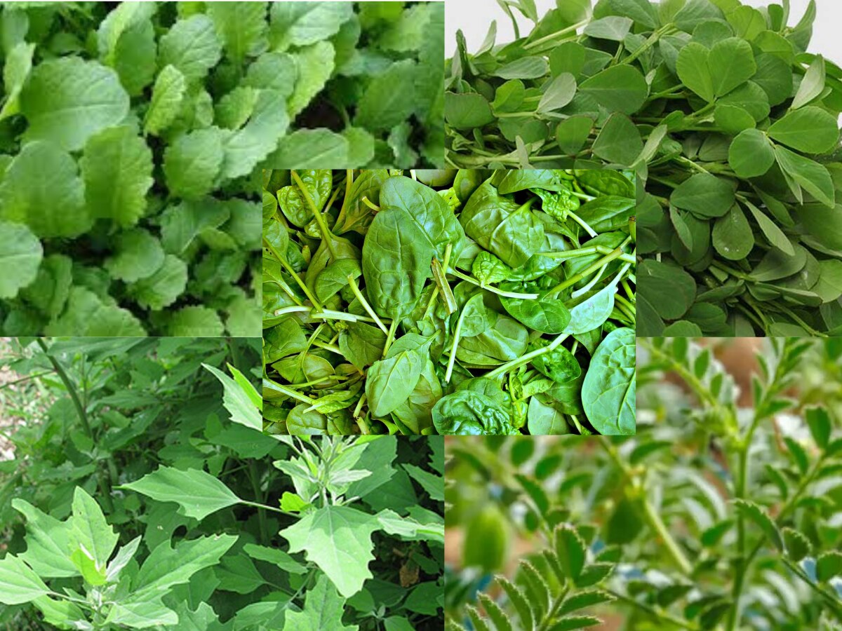 methi sarso palak Saag Benefits for blood sugar in hindi Health Tips ...