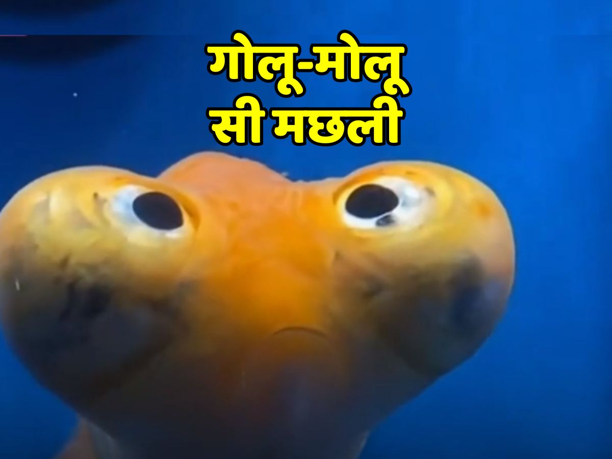 Viral Video People heart slipped on mysterious fish of sea its face ...