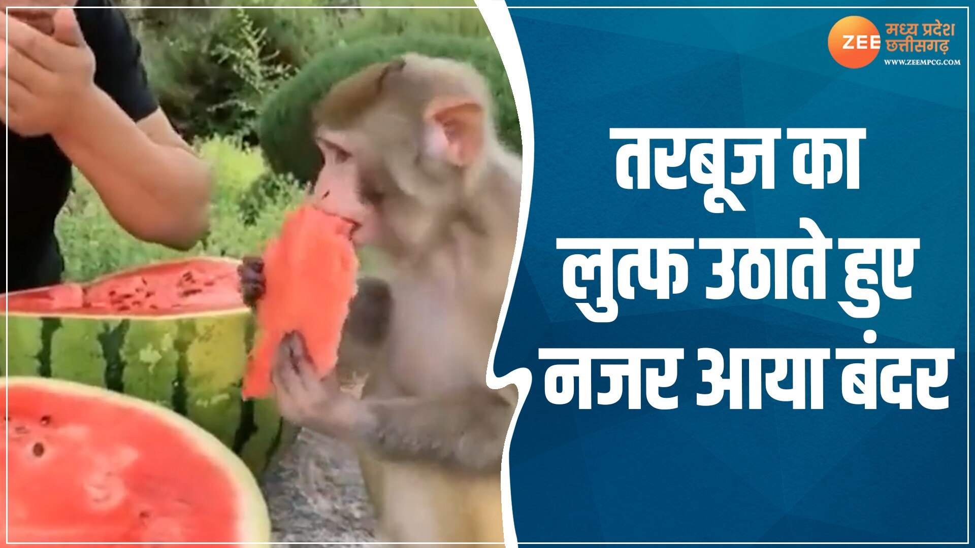 VIRAL VIDEO Monkey ate watermelon then the young man did such an act, the video will see the ...