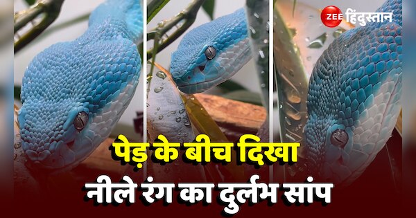 blue snake wrapped in a leave watch amazing snake video goes viral ...