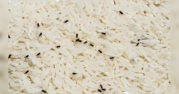 chawal me se ghun nikale ke upay how protect rice from insects | how ...