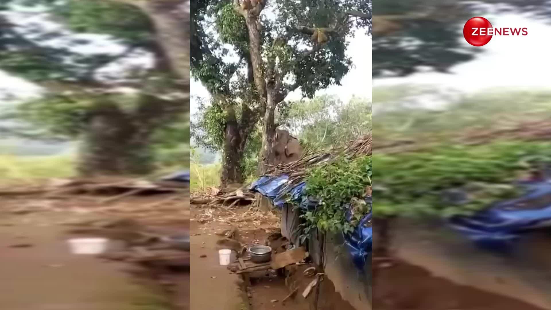 hathi trick to eat jackfruit from the tree is mind blowing | पेड़ से ...