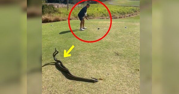 King Cobra Man continues playing golf after seeing 2 snakes fighting ...