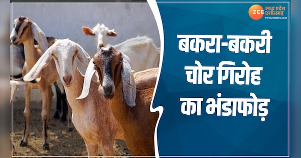 Goat goat thief gang busted in Khairagarh 2 accused arrested bakri ...