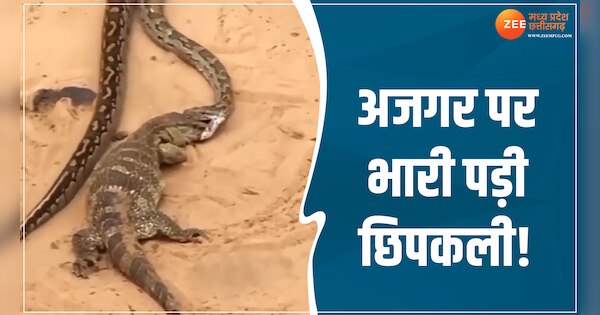 python video Lizard unconscious due to python attack Ajgar saap ne kiya ...