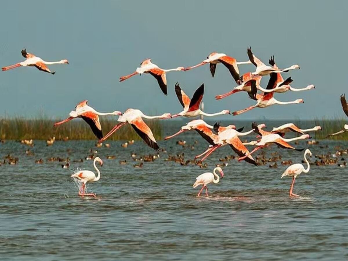 Migratory Bird in India: କାହିଁକି ଶୀତ ଦିନେ ଭାରତ ଆସିଥାନ୍ତି ବିଦେଶାଗତ ...