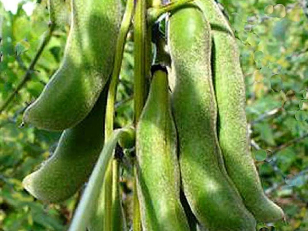 बैड कोलेस्ट्रॉल कम करने से लेकर वजन घटाने तक, इन 6 बड़ी समस्याओं में ...