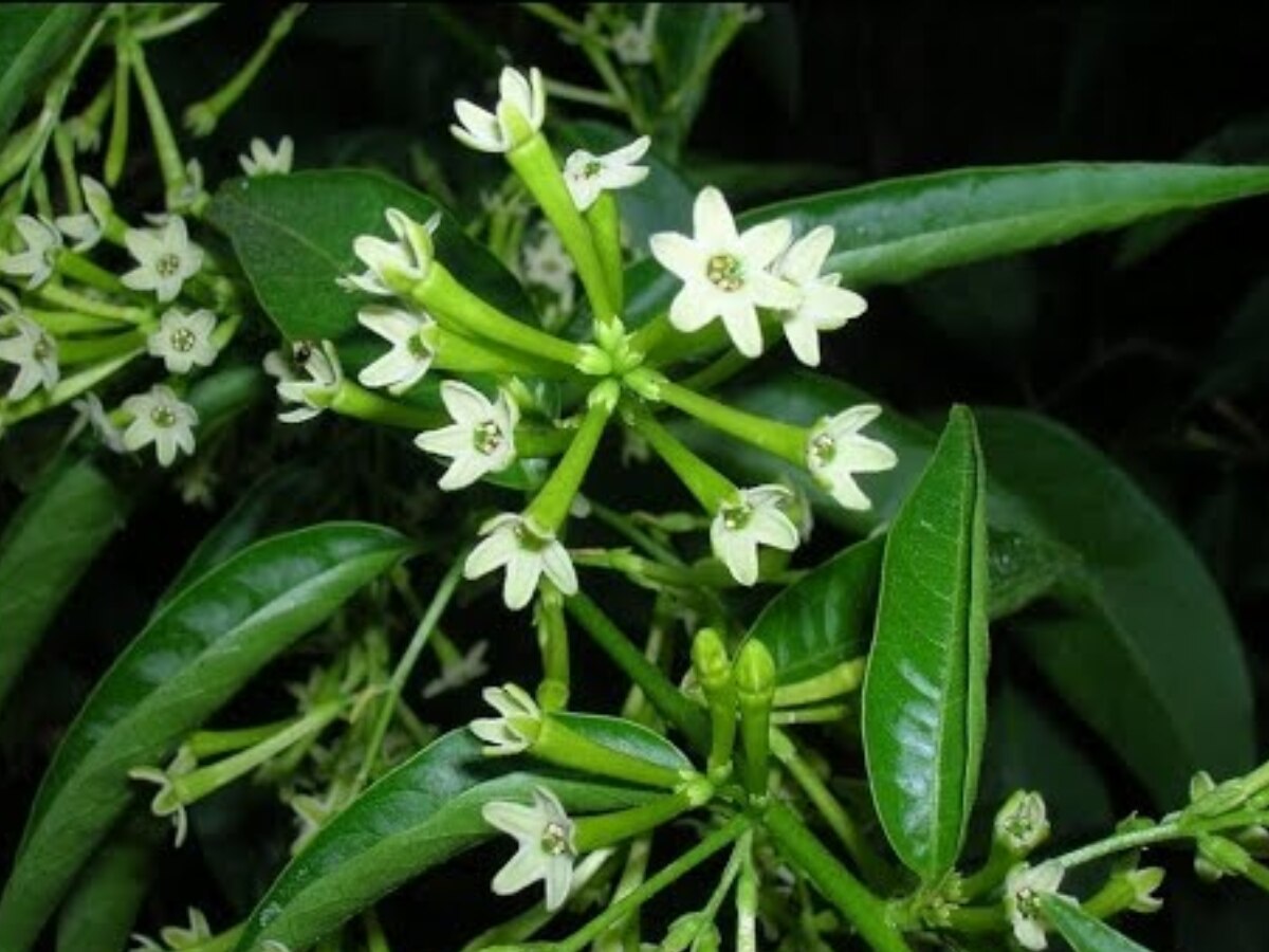 Rat Rani Plant benefits Vastu tips arthik tangi ke upay kis disha me ...