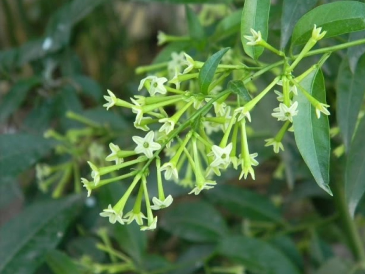 Rat Rani Plant benefits Vastu tips arthik tangi ke upay kis disha me ...