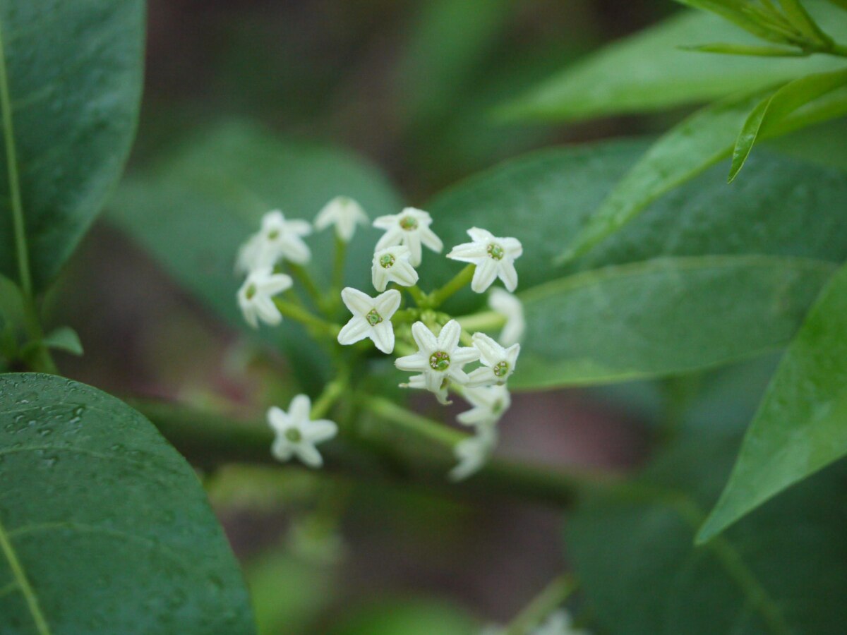 Rat Rani Plant benefits Vastu tips arthik tangi ke upay kis disha me ...