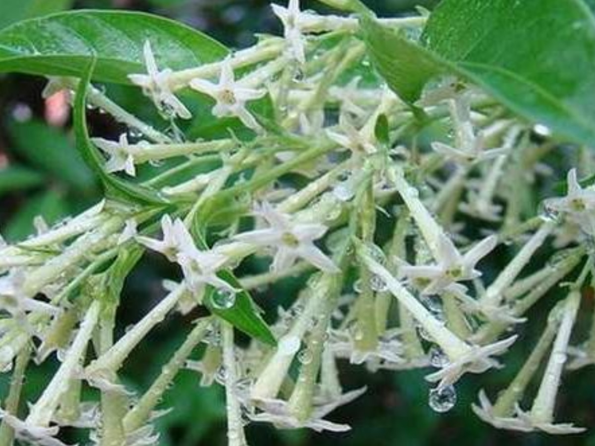 Rat Rani Plant benefits Vastu tips arthik tangi ke upay kis disha me ...