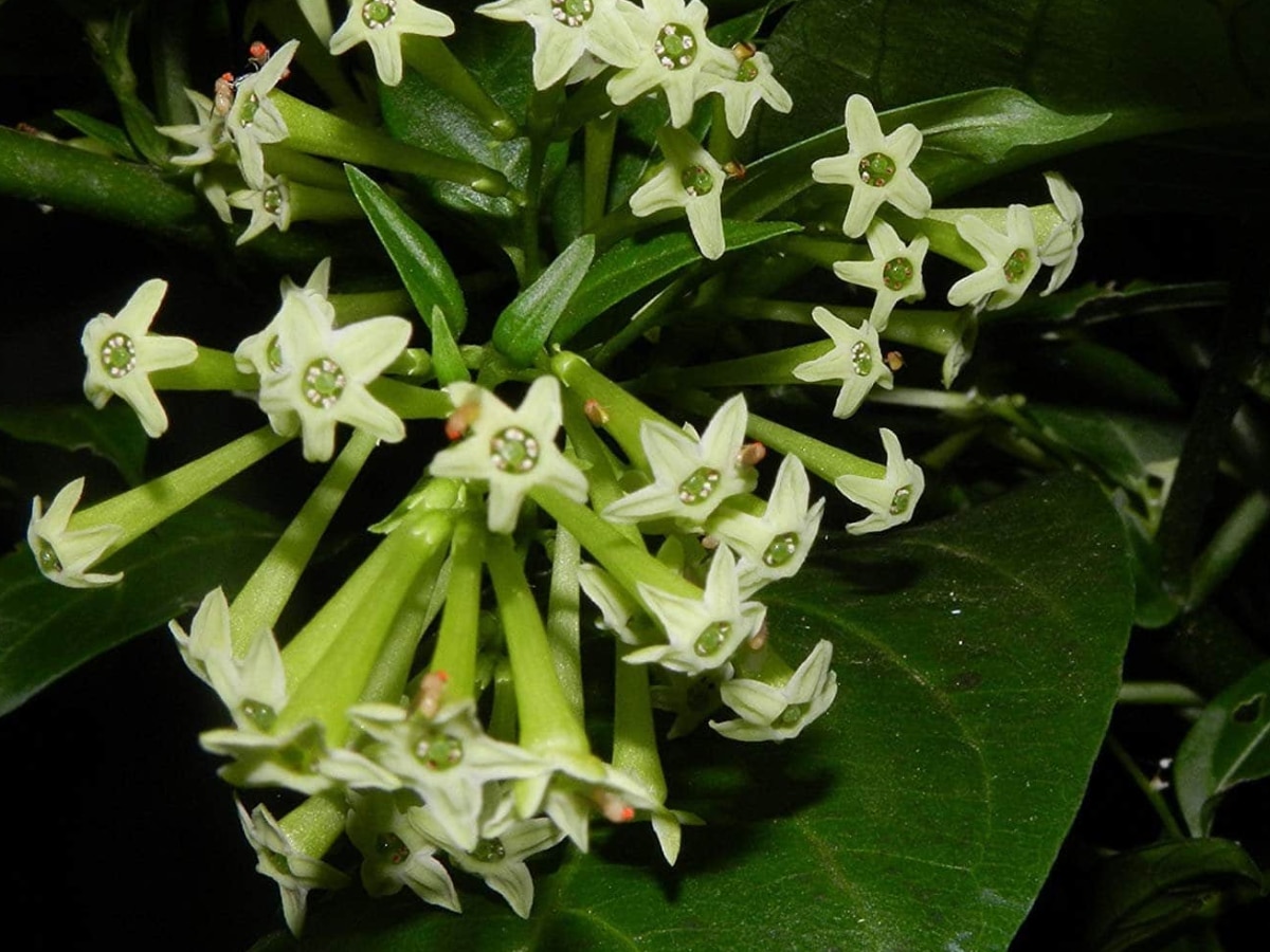 Rat Rani Plant benefits Vastu tips arthik tangi ke upay kis disha me ...