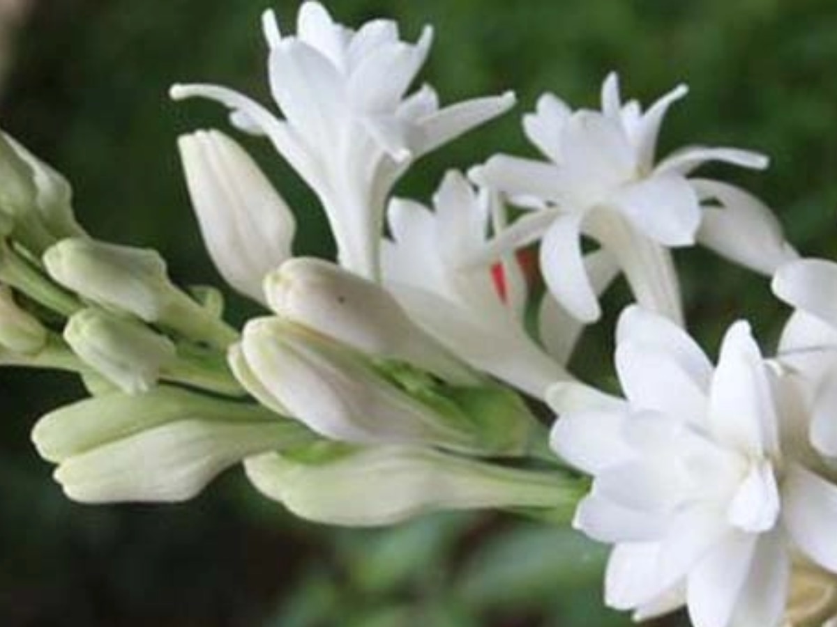 Rat Rani Plant benefits Vastu tips arthik tangi ke upay kis disha me ...