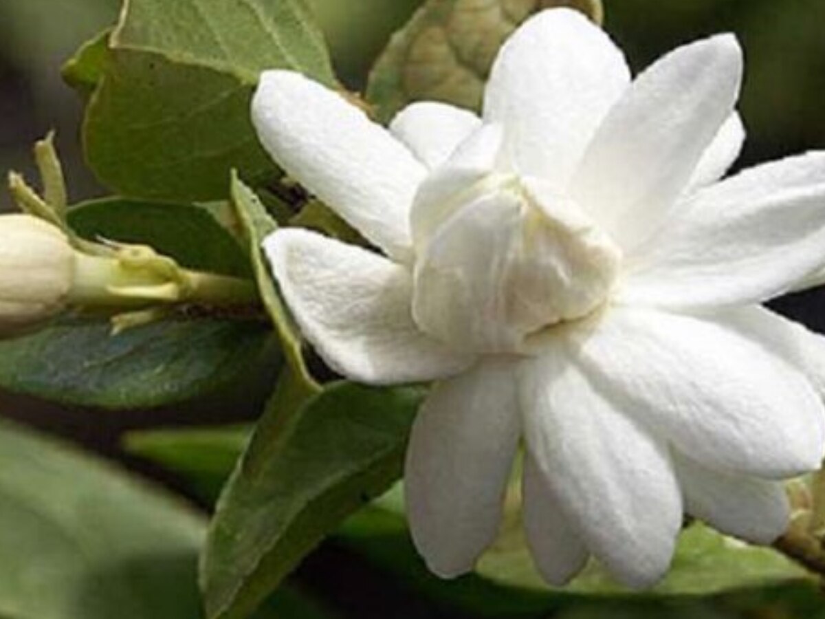 Rat Rani Plant benefits Vastu tips arthik tangi ke upay kis disha me ...