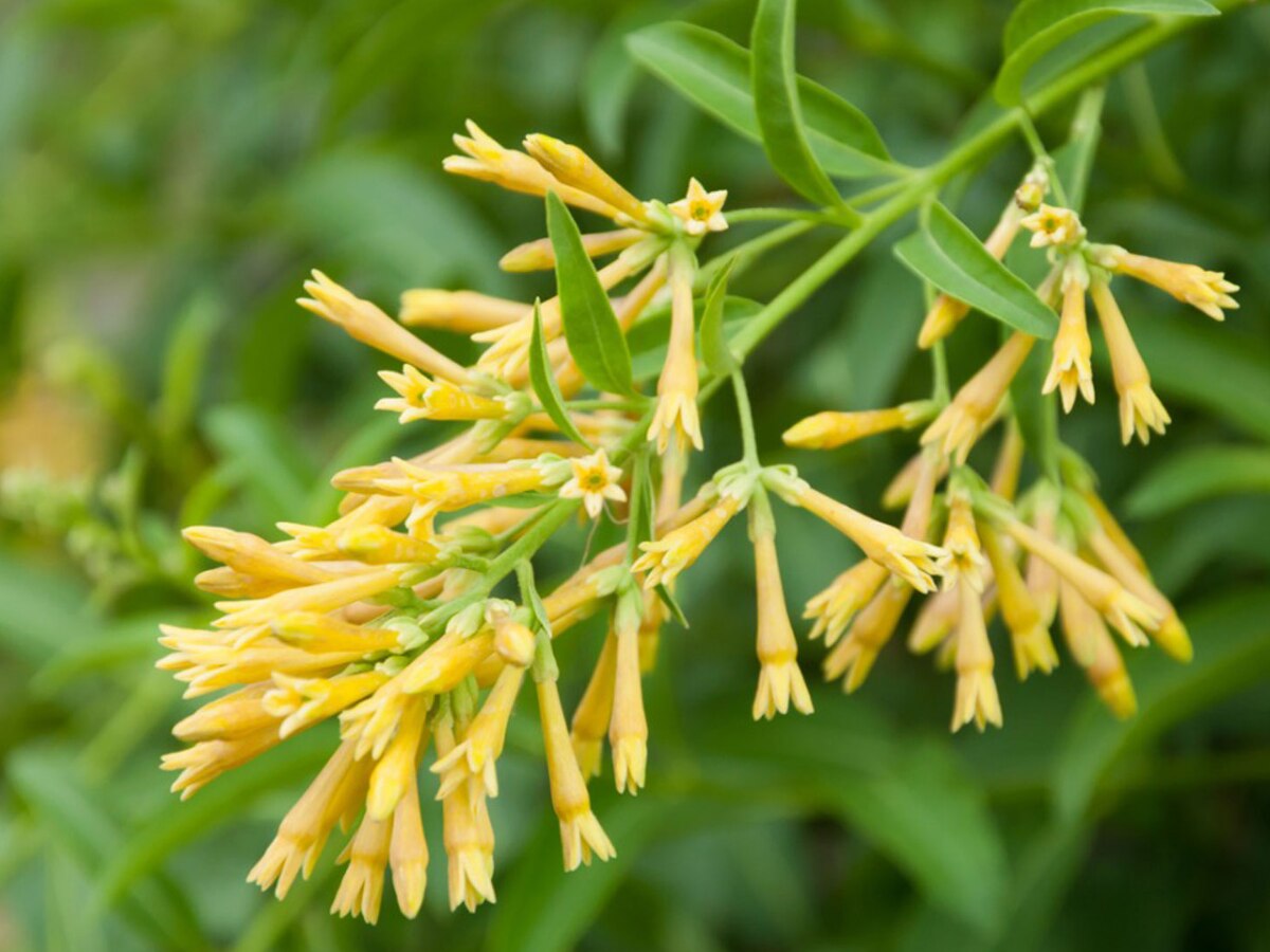 Rat Rani Plant benefits Vastu tips arthik tangi ke upay kis disha me ...