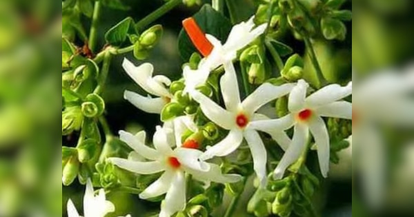 Rat Rani Plant benefits Vastu tips arthik tangi ke upay kis disha me ...