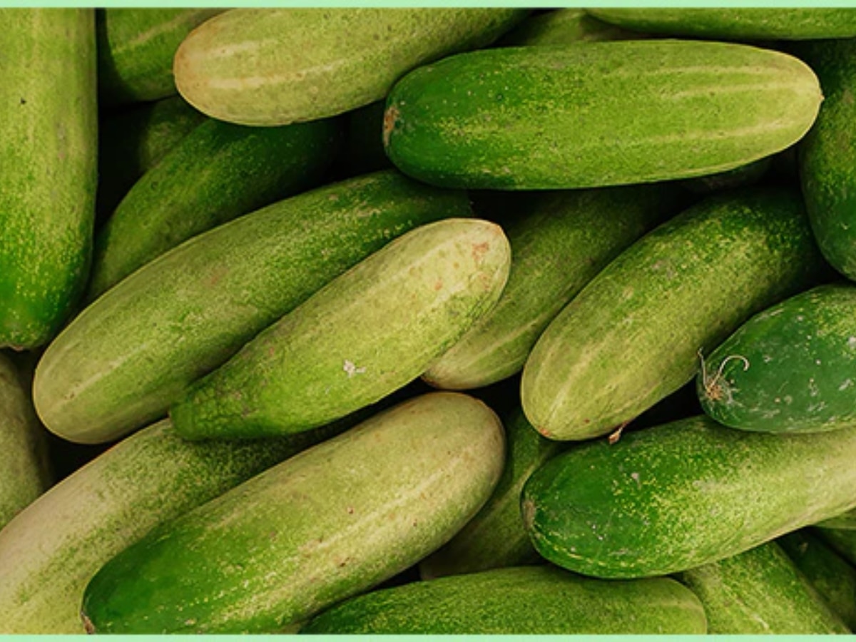 know health benefits of eating cucumber for skin eyes in winter kheera ...