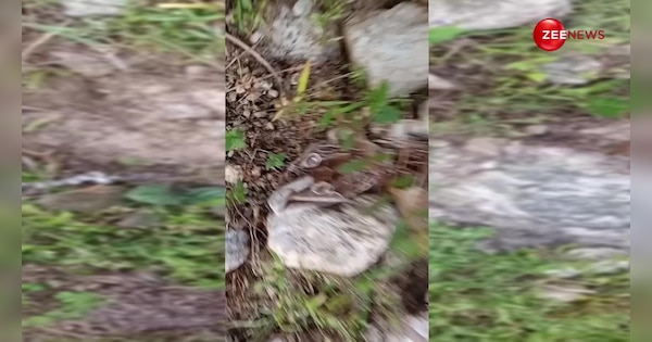 7 feet long king cobra kechuli found in field | खेत में मिली 7 फीट लंबे ...