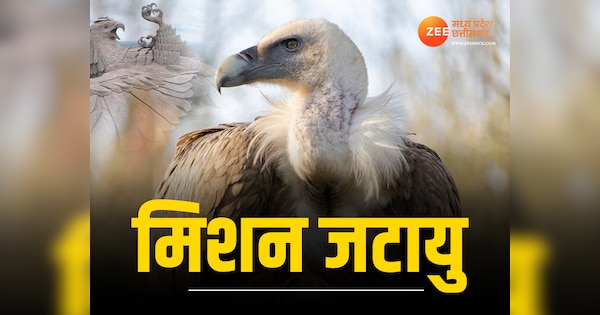 MP News Rewa Forest Department team started Mission Jatayu campaign to ...